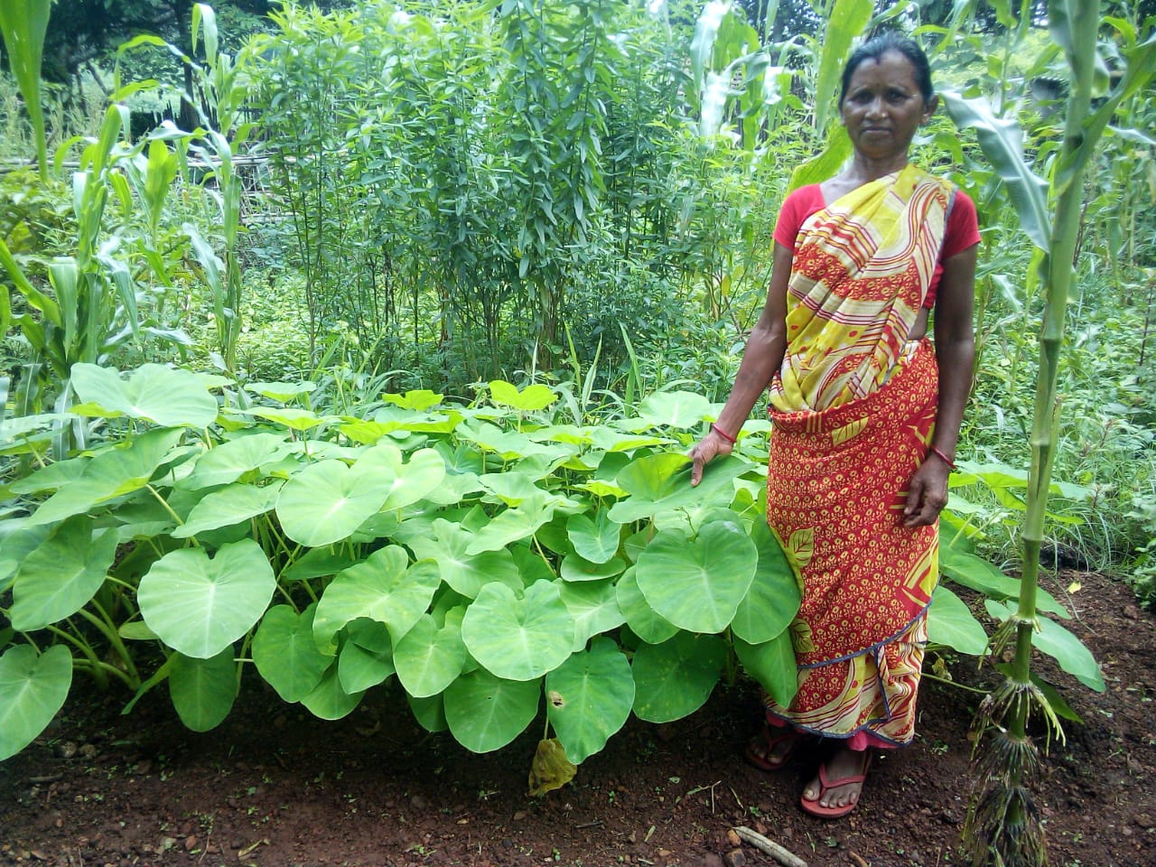 Agriculture and Tree Planting related activities in Paharia villages of ...